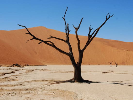 Burning The Dead Tree - Foundation of Human Understanding
